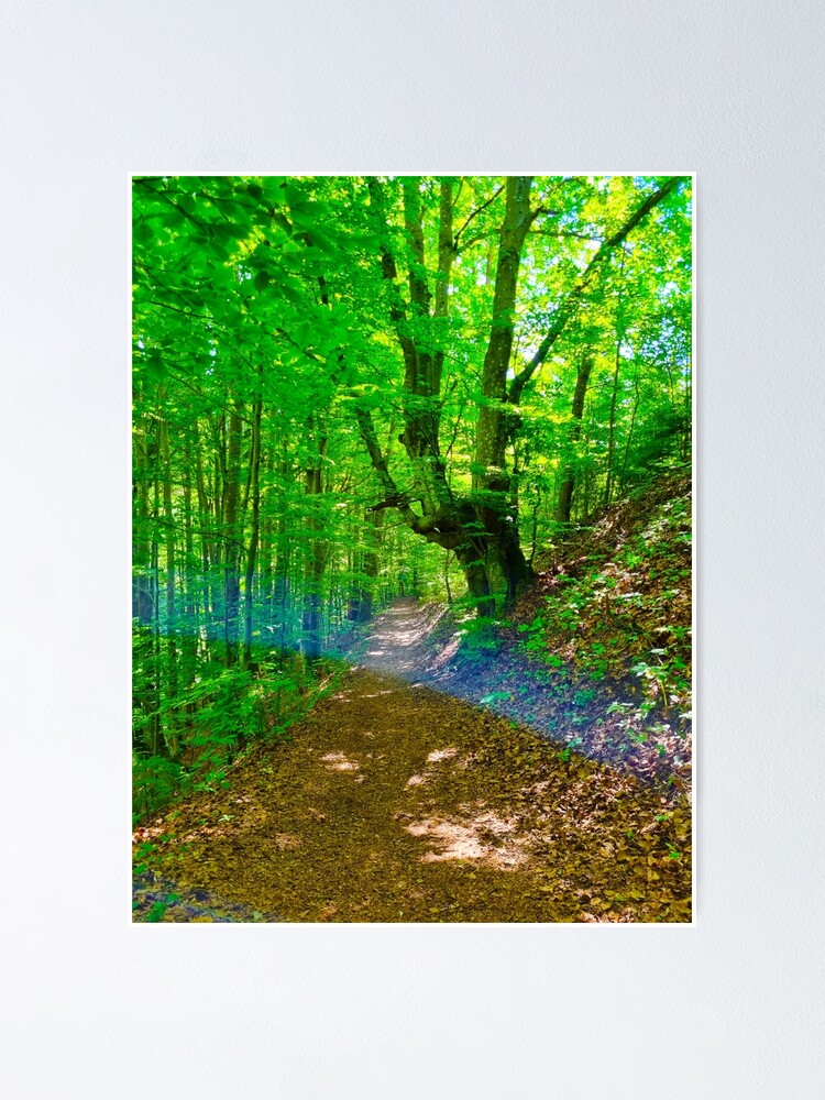 "Forest Path" Poster for Sale by Kate-P- | Redbubble