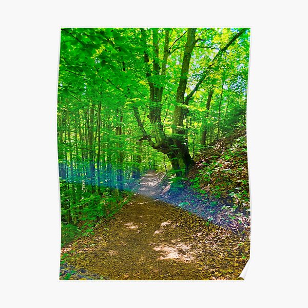 "Forest Path" Poster for Sale by Kate-P- | Redbubble