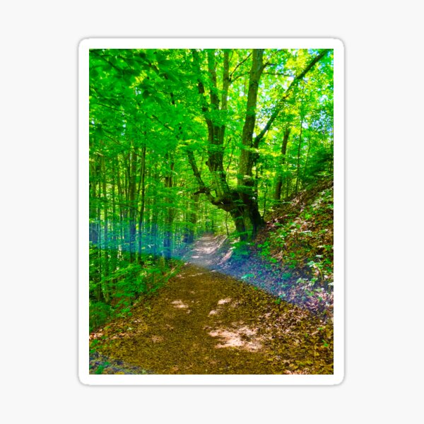 "Forest Path" Sticker for Sale by Kate-P- | Redbubble