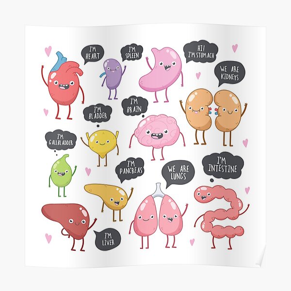 "Educational illustration of human organs" Poster for Sale by ...