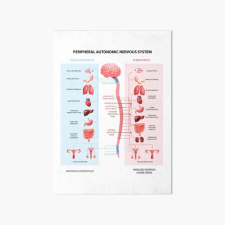 "Peripheral Autonomic Nervous System" Art Board Print by anatomyworld ...