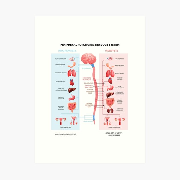 "Peripheral Autonomic Nervous System" Art Print for Sale by ...