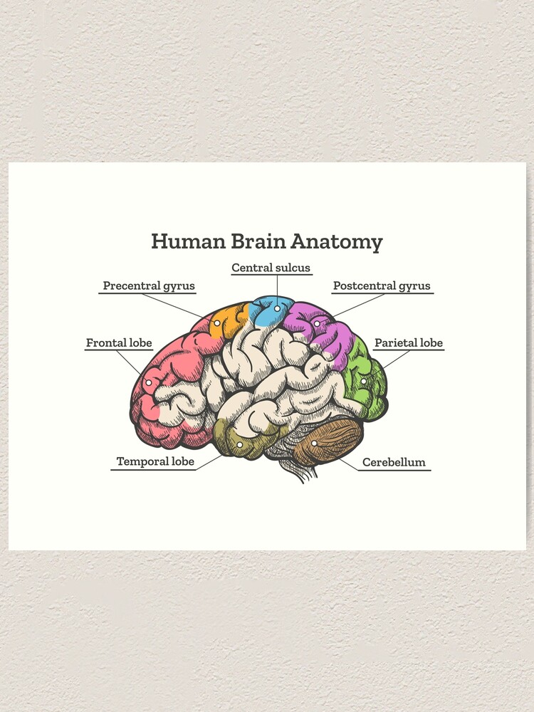 "Human Brain Anatomy" Art Print by anatomyworld | Redbubble
