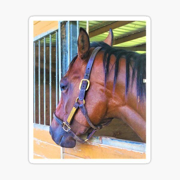 "Race Horse" Sticker by ShryockDesign | Redbubble