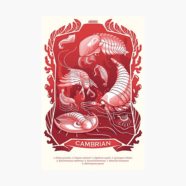 "CAMBRIAN" Photographic Print for Sale by Tynaminnow | Redbubble