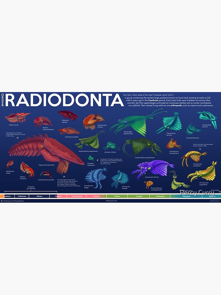"RADIODONTA" Poster for Sale by Percy Curry | Redbubble