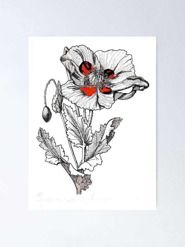 "poppy, " Poster for Sale by tsigshirter | Redbubble