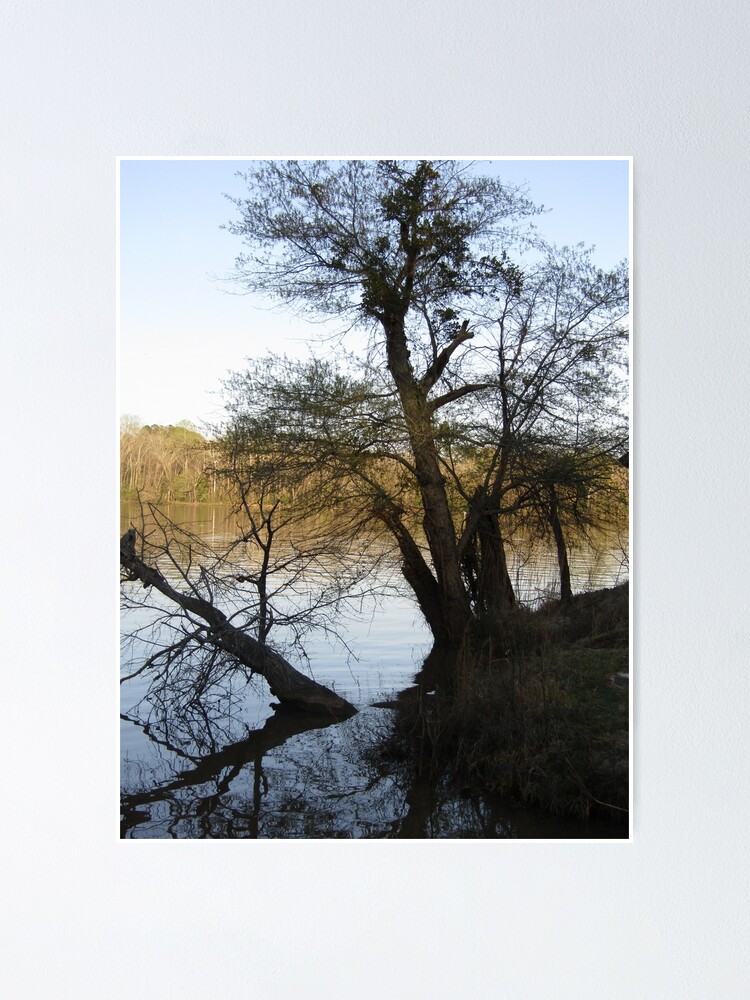 "Tree and water at Lake Tillery" Poster for Sale by JennFamousArt ...
