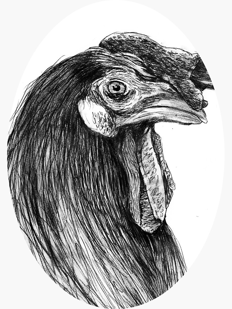 "Chanteclerc the rooster, graphite drawing" Sticker by Lemomo-artworks ...