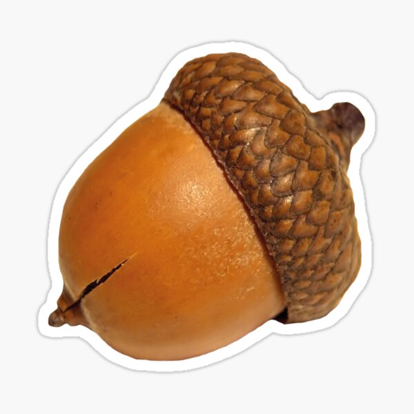 "Acorn" Sticker for Sale by simokouch | Redbubble