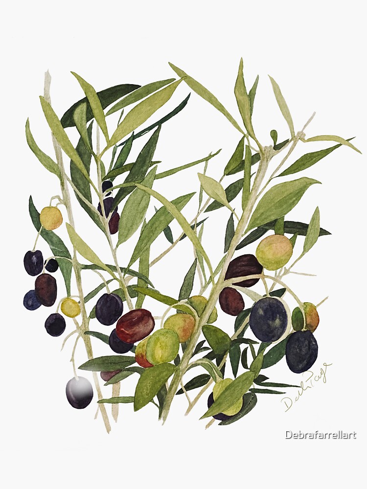 "OLIVE BRANCH" Sticker for Sale by Debrafarrellart | Redbubble