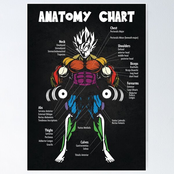 Anime Muscle Chart By Vectoria Smiko, 48% OFF
