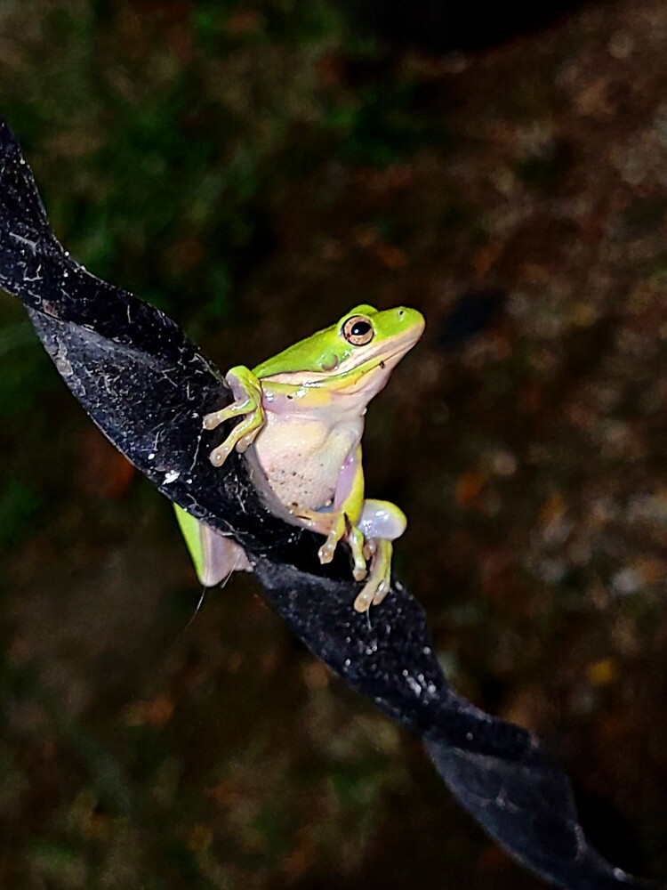 "Froggy Time" Sticker for Sale by RLE42 | Redbubble