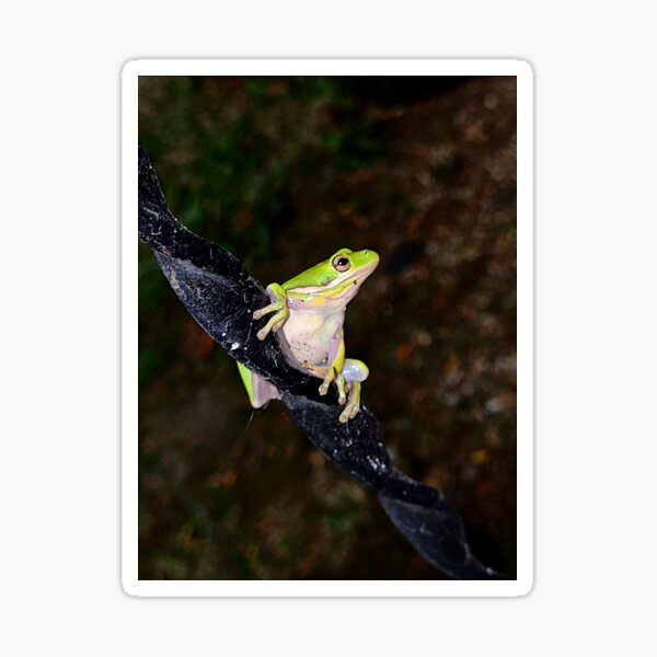 "Froggy Time" Sticker for Sale by RLE42 | Redbubble