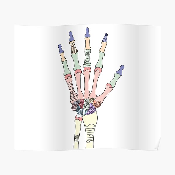 "Labeled Hand Anatomy " Poster for Sale by KatherineWinner | Redbubble