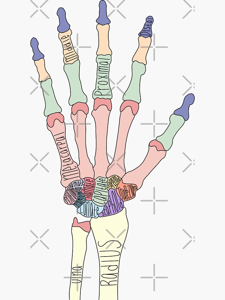 "Labeled Hand Anatomy " Sticker for Sale by KatherineWinner | Redbubble