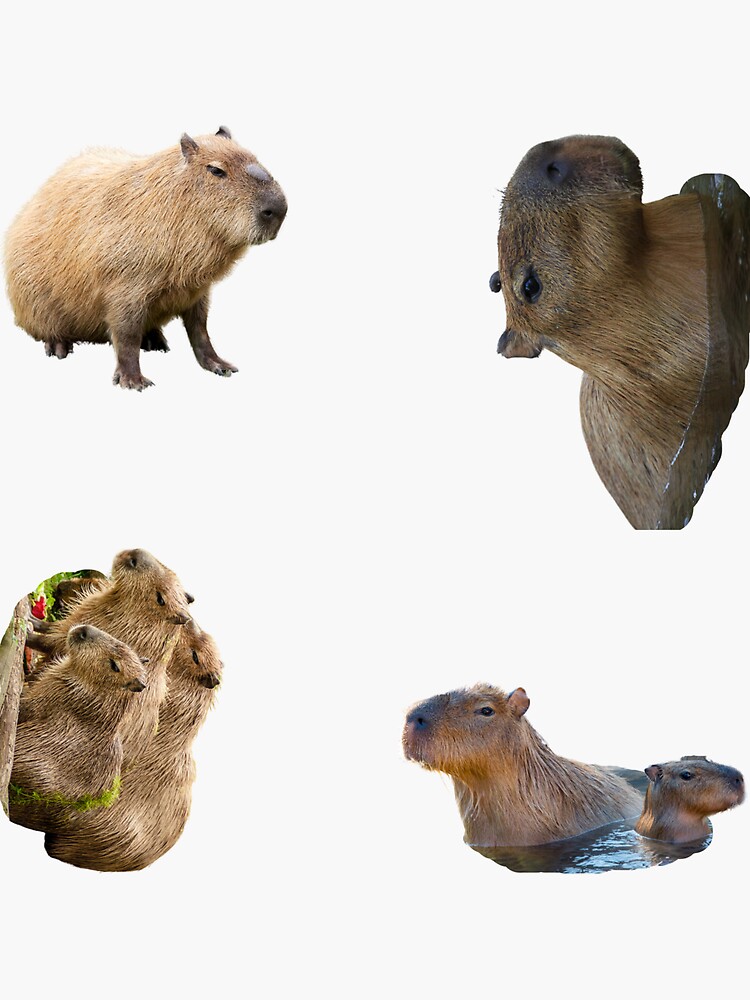 "1st Angry Capybara Stickers Package. Funny Capybaras For Every ...