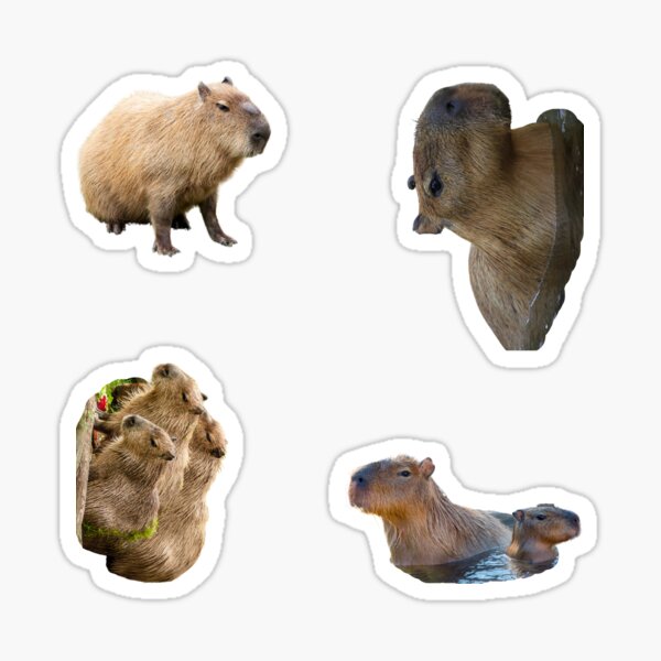 "1st Angry Capybara Stickers Package. Funny Capybaras For Every ...