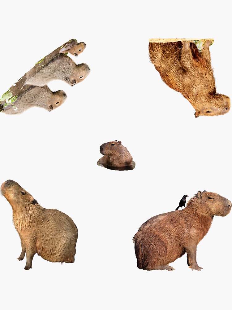 "2nd Angry Capybara Stickers Package. Funny Capybaras For Every ...