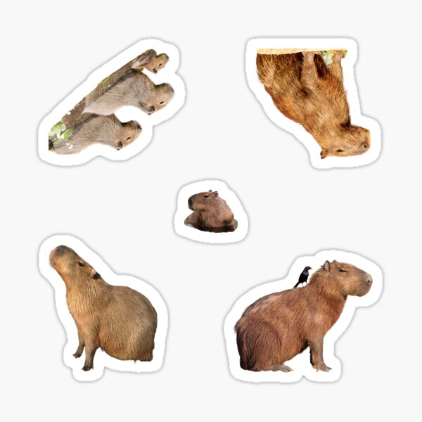 "2nd Angry Capybara Stickers Package. Funny Capybaras For Every ...