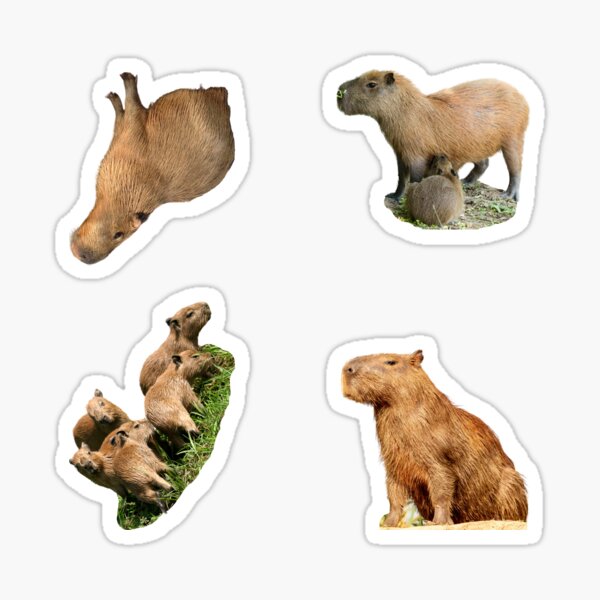 "3rd Cool Capybara Stickers Package. Funny Capybaras For Every Capybara ...