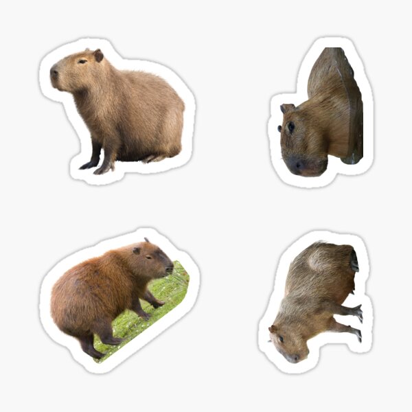 "1st Focused Capybara Stickers Package. Funny Capybaras For Every ...
