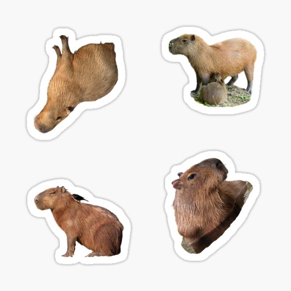 "3rd Focused Capybara Stickers Package. Funny Capybaras For Every ...