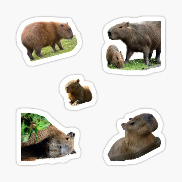 "1st Happy Capybara Stickers Package. Funny Capybaras For Every ...