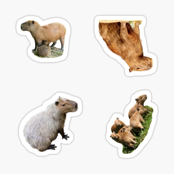 "3rd Happy Capybara Stickers Package. Funny Capybaras For Every ...
