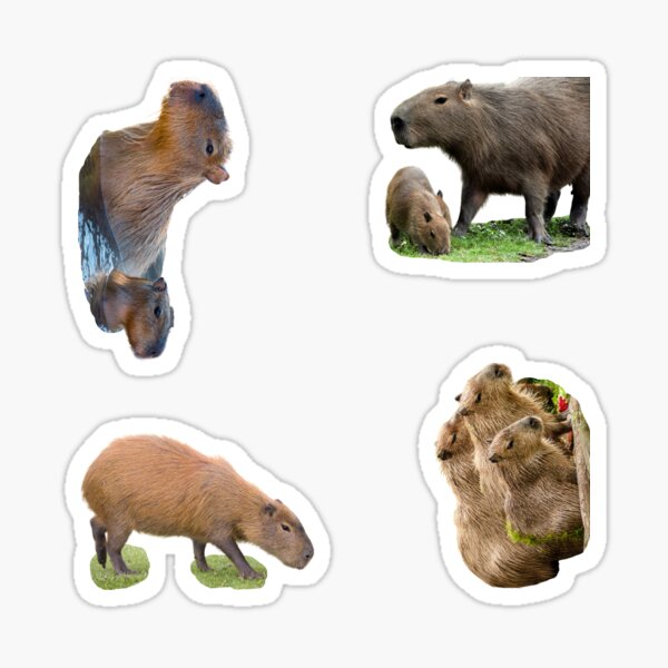 "1st Little Capybara Stickers Package. Funny Capybaras For Every ...