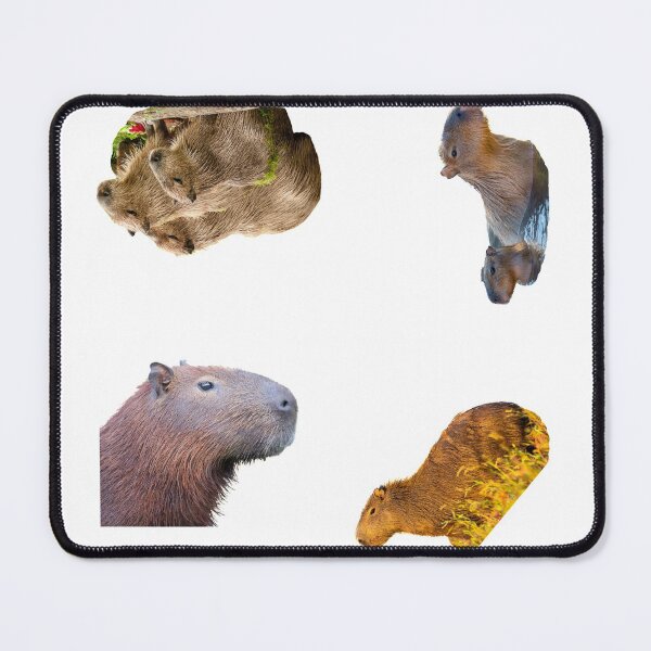 "1st Majestic Capybara Stickers Package. Funny Capybaras For Every ...