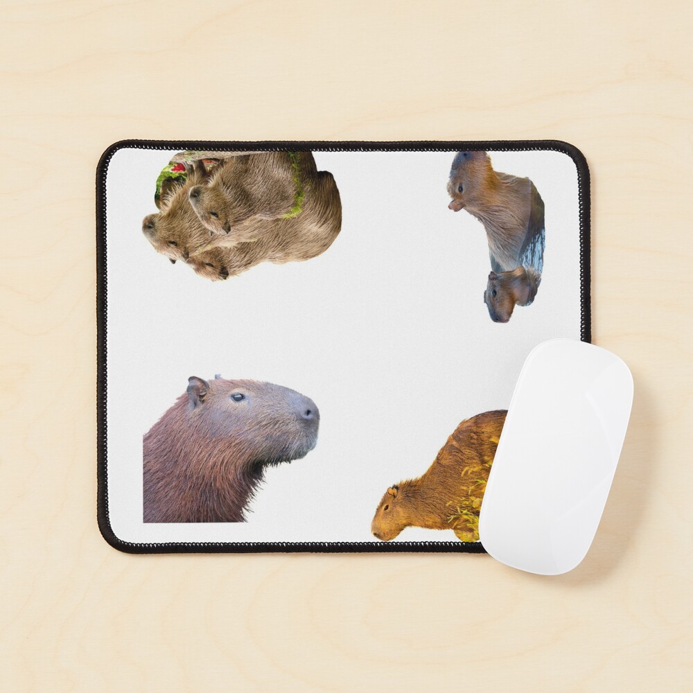 "1st Majestic Capybara Stickers Package. Funny Capybaras For Every ...