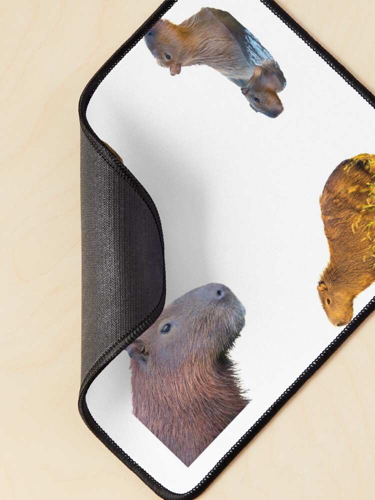 "1st Majestic Capybara Stickers Package. Funny Capybaras For Every ...