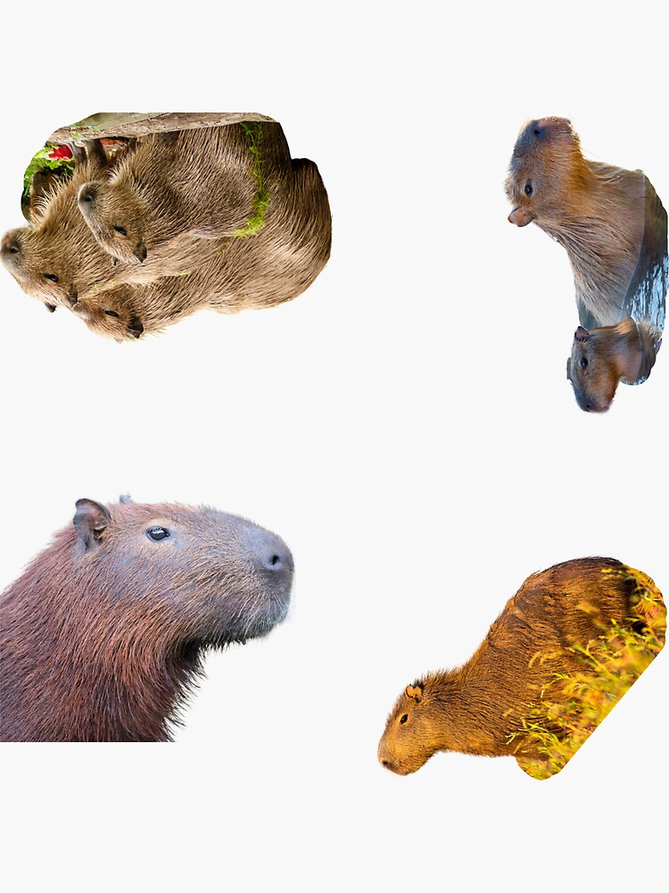 "1st Majestic Capybara Stickers Package. Funny Capybaras For Every ...
