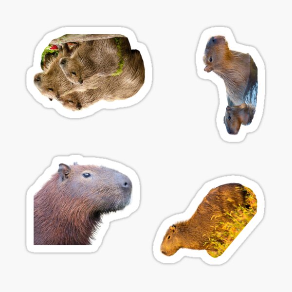 "1st Majestic Capybara Stickers Package. Funny Capybaras For Every ...