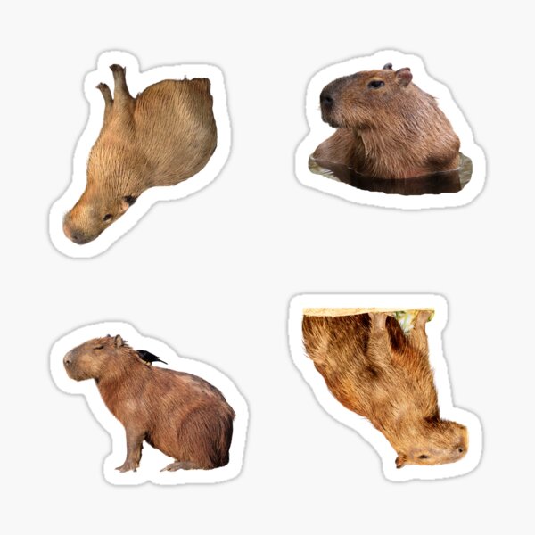 "3rd Majestic Capybara Stickers Package. Funny Capybaras For Every ...