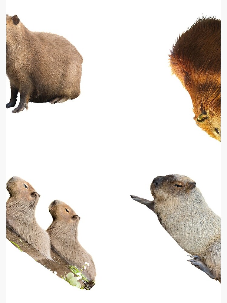 "2nd Sad Capybara Stickers Package. Funny Capybaras For Every Capybara ...