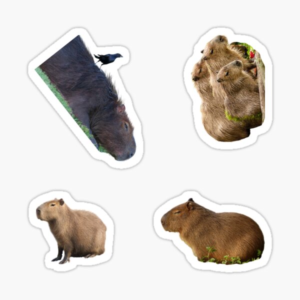 "1st Sleepy Capybara Stickers Package. Funny Capybaras For Every ...