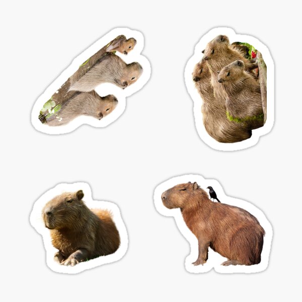 "2nd Snarky Capybara Stickers Package. Funny Capybaras For Every ...