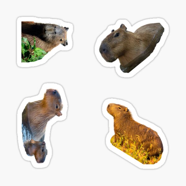 "1st Snarky Capybara Stickers Package. Funny Capybaras For Every ...