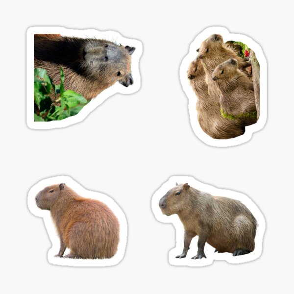 "3rd Unique Capybara Stickers Package. Funny Capybaras For Every ...