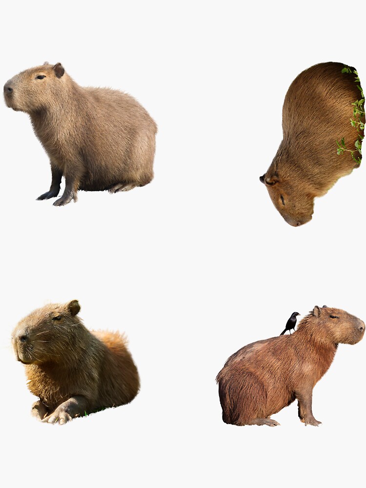 "4th Unique Capybara Stickers Package. Funny Capybaras For Every ...