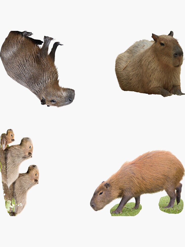 "5th Unique Capybara Stickers Package. Funny Capybaras For Every ...