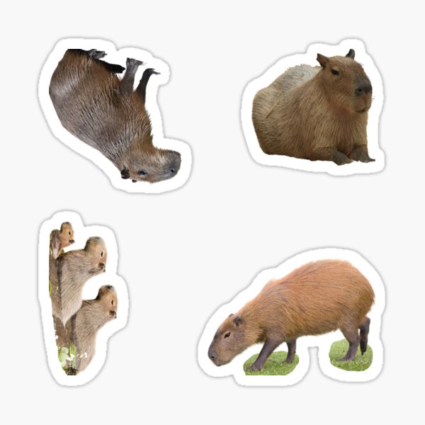 "5th Unique Capybara Stickers Package. Funny Capybaras For Every ...