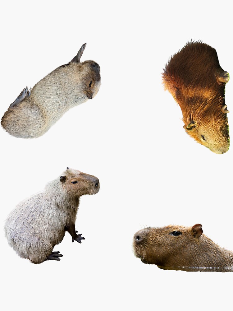 "6th Unique Capybara Stickers Package. Funny Capybaras For Every ...