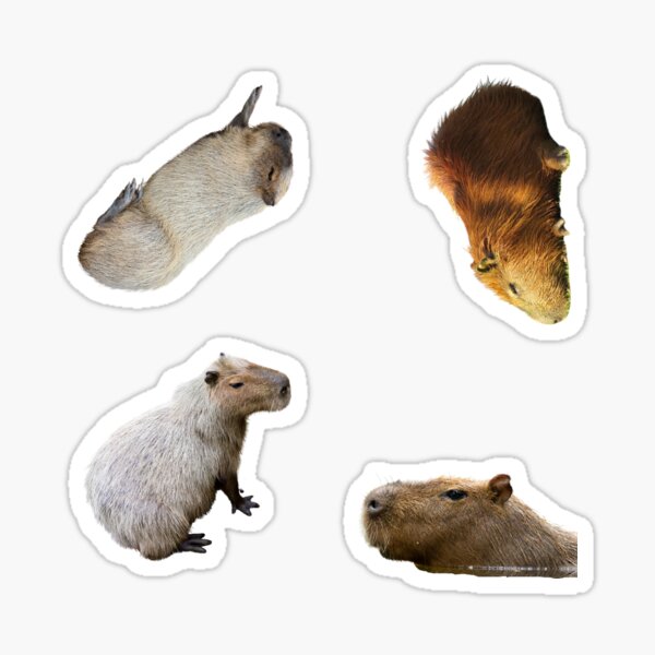 "6th Unique Capybara Stickers Package. Funny Capybaras For Every ...