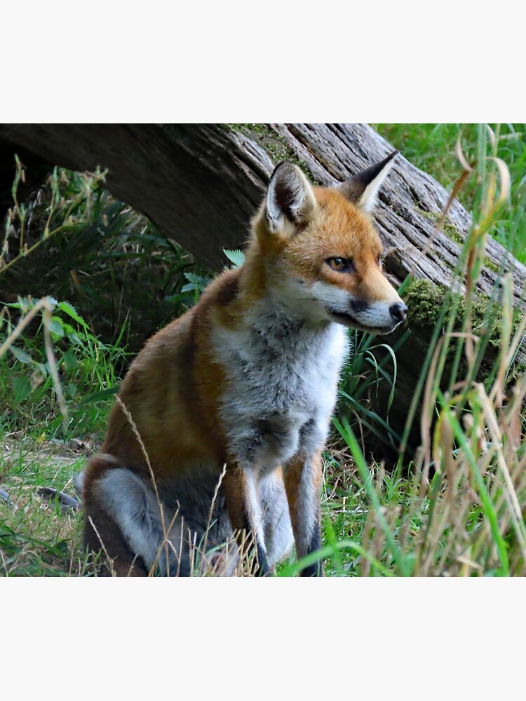 "A Gorgeous Little Red Fox" Poster for Sale by 23rdjuly1960 | Redbubble