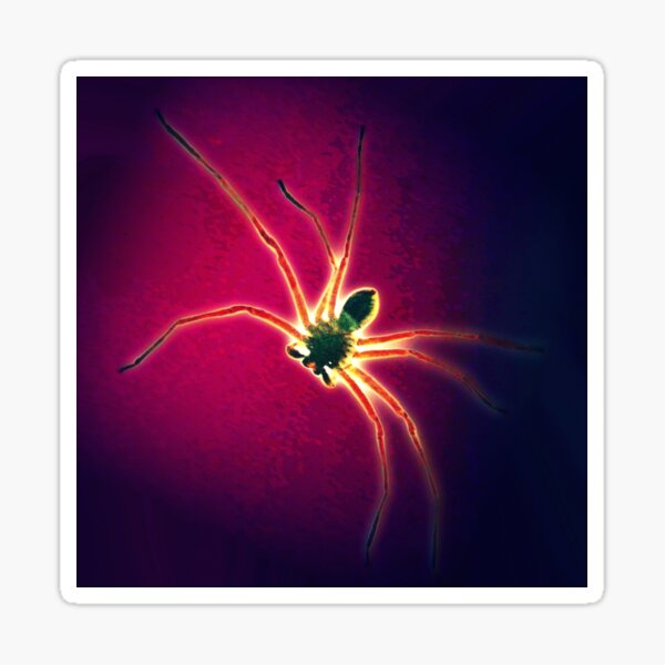"Huntsman spider" Sticker for Sale by artenjoyment | Redbubble