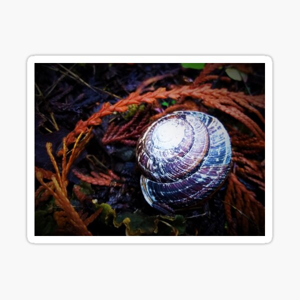 "PNW Snail Shell" Sticker by EvePenman | Redbubble