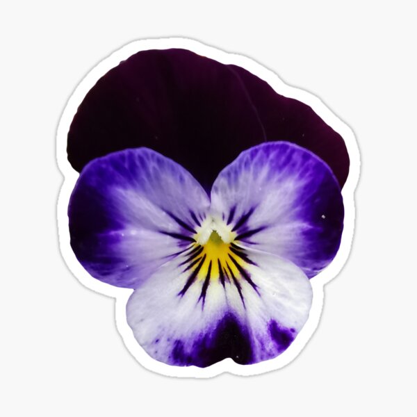 "Simple Purple Violet Viola" Sticker for Sale by purple-fairy | Redbubble